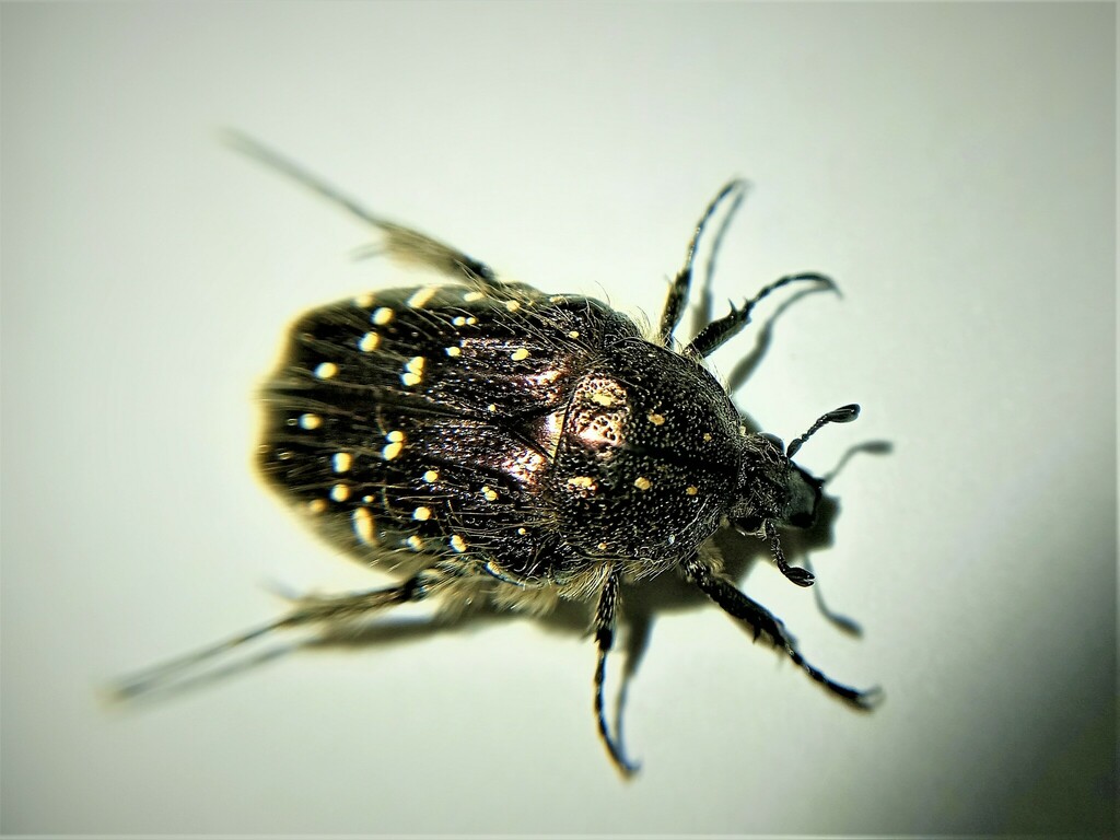 Mediterranean Spotted Chafer from Missolonghi 302 00, Greece on March 8 ...