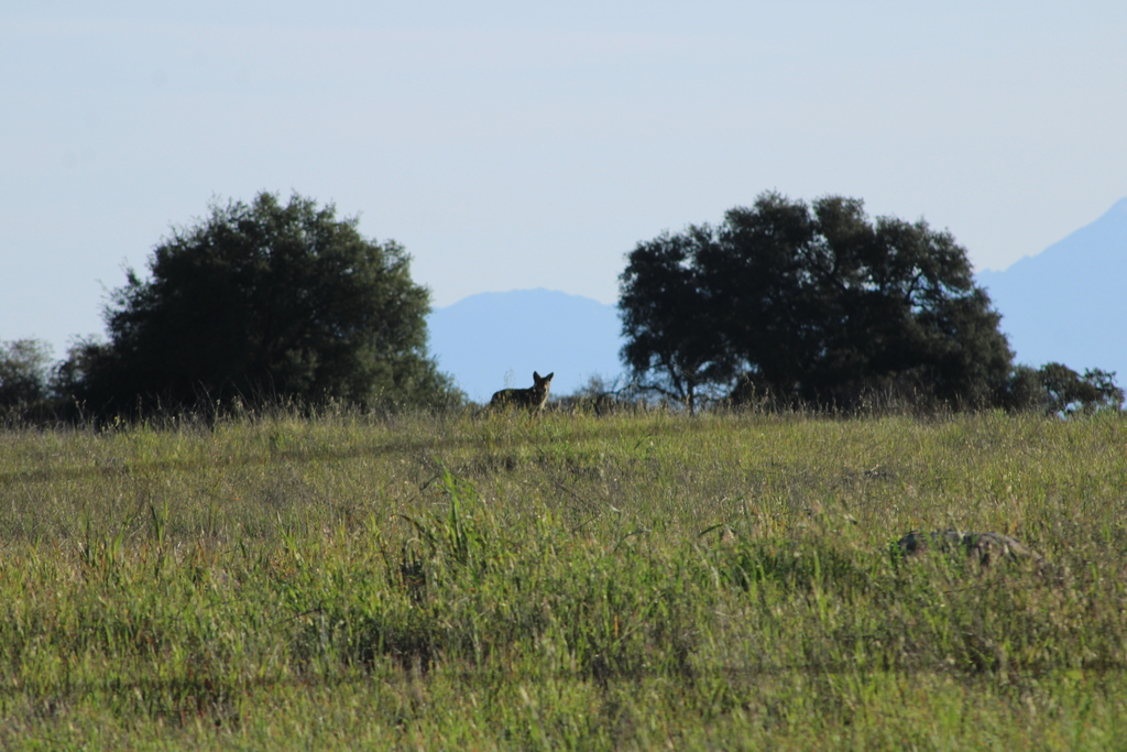 Coyote from Santa Rosa Plateau on March 10, 2024 at 07:34 AM by Darrell ...
