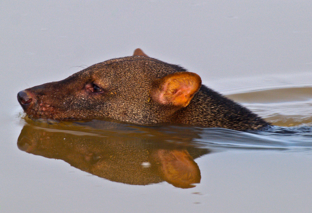 Short-eared Dog in July 2011 by AXEL ANTOINE - FEILL S. · iNaturalist