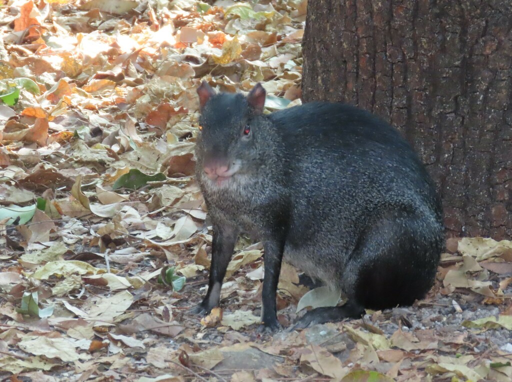Mexican Agouti in February 2024 by Pete Siminski. Not captive. Free ...