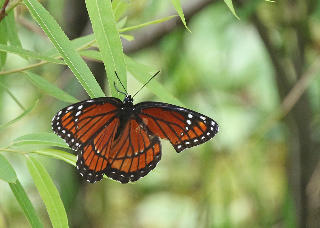 Viceroy from Orange County, FL, USA on March 7, 2024 at 11:37 AM by R ...
