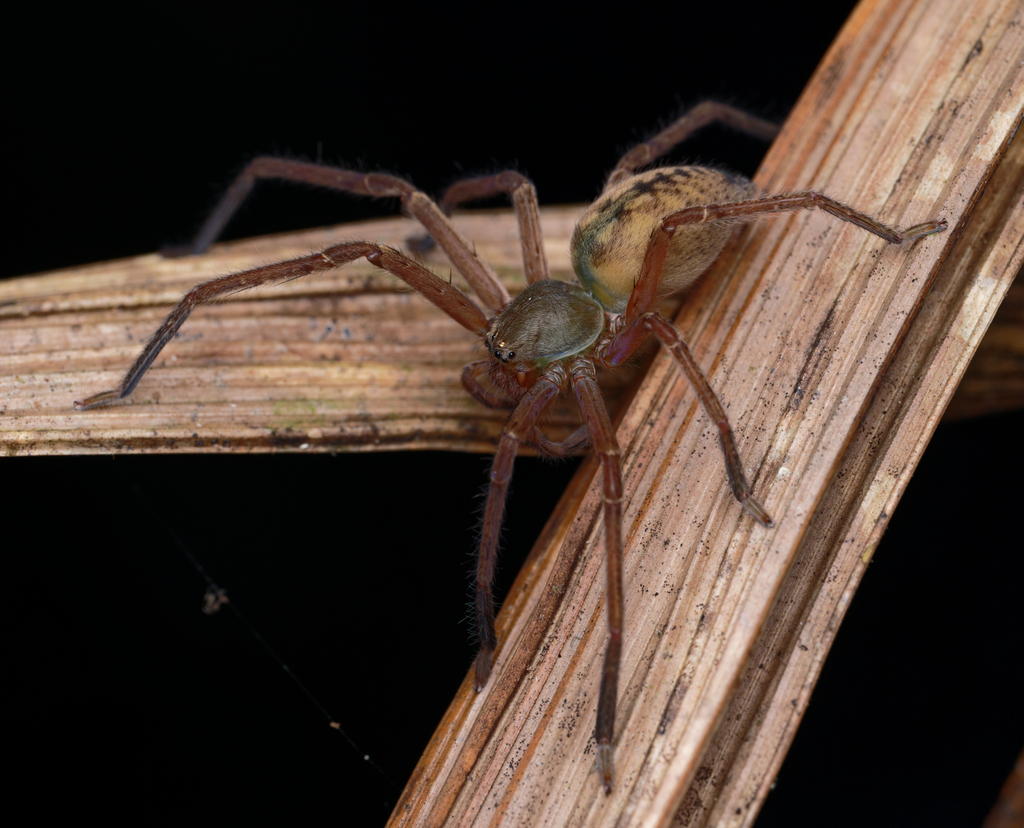 Huntsman Spiders from Gamboa, Colón Province, Panama on February 28 ...