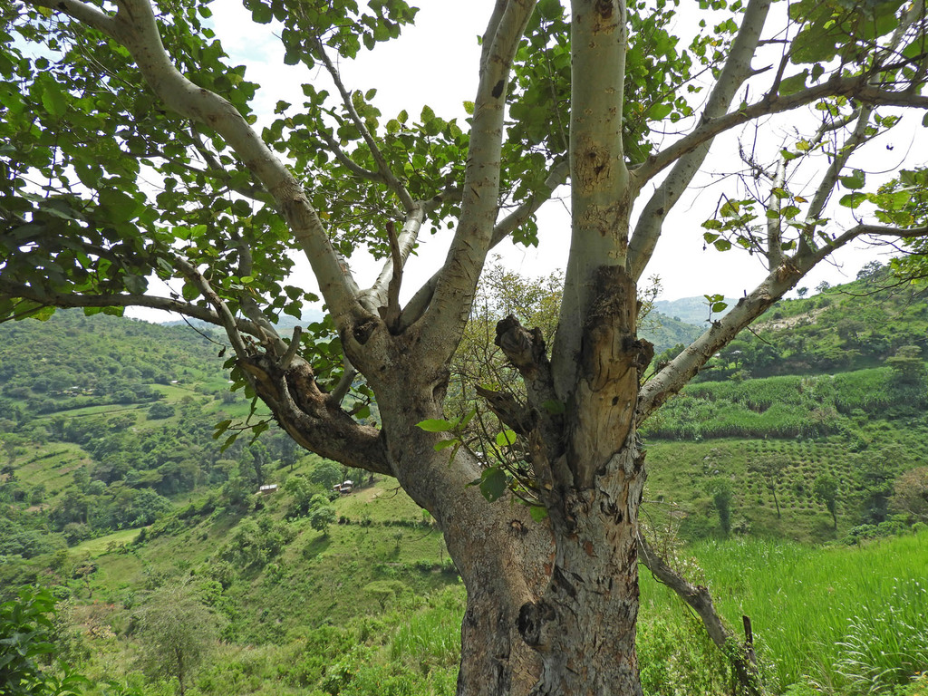 Cape Fig from Soin, Kenya on December 23, 2023 at 11:57 AM by Mike ...