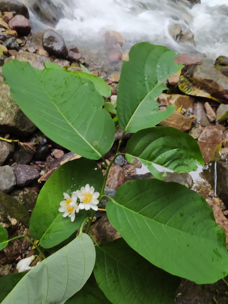Passiflora emarginata from Belén de Los Andaquíes, Caquetá, Colombia on ...