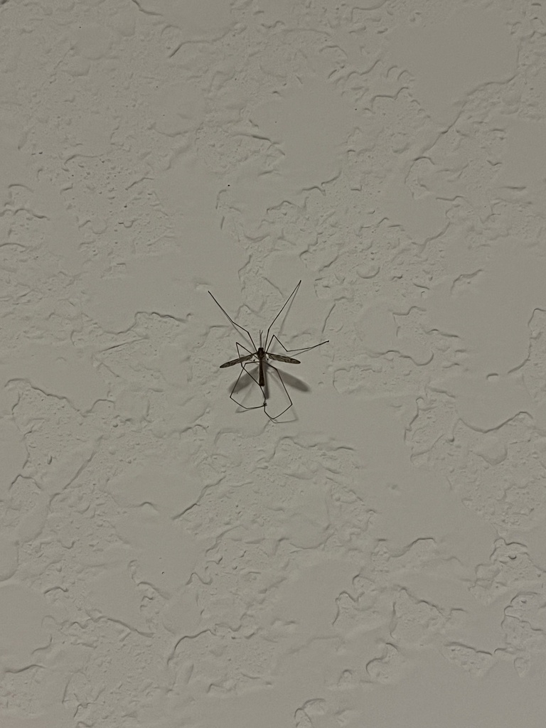 Common Crane Flies from Spring Lark Dr, San Antonio, TX, US on March 6 ...