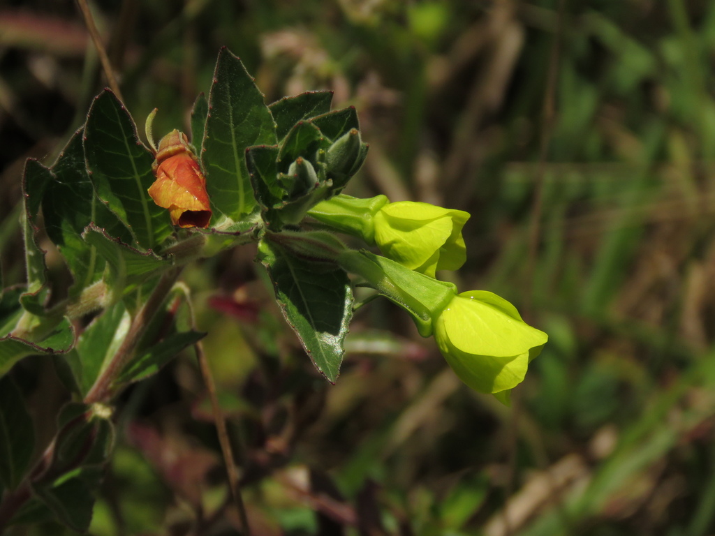 Oenothera multicaulis from Madrid, Cundinamarca, Colombia on April 22 ...
