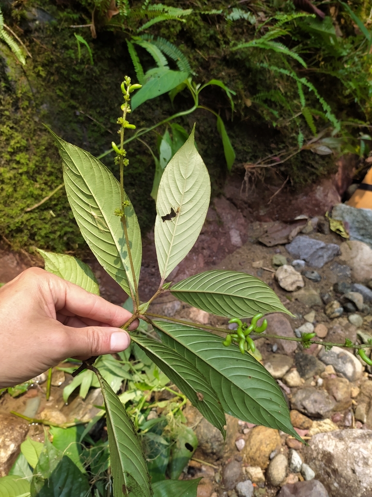 Malanea campylocarpa desde Belén de Los Andaquíes, Caquetá, Colombia el ...