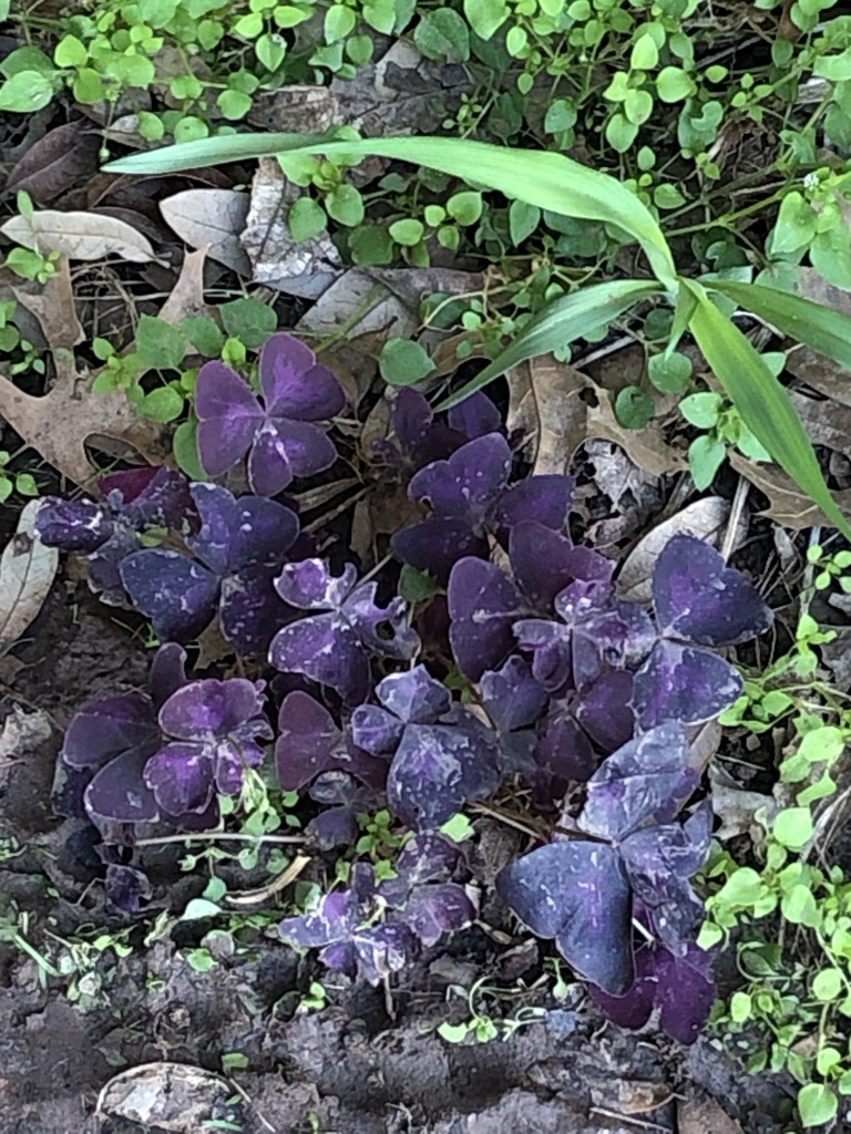 false shamrock from Wade Hampton St, Benbrook, TX, US on March 10, 2024 ...