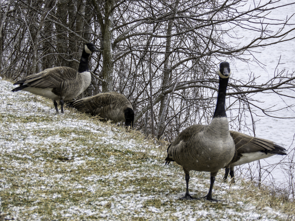 Canada Goose from Cambridge, ON, Canada on March 10, 2024 at 09:01 AM ...