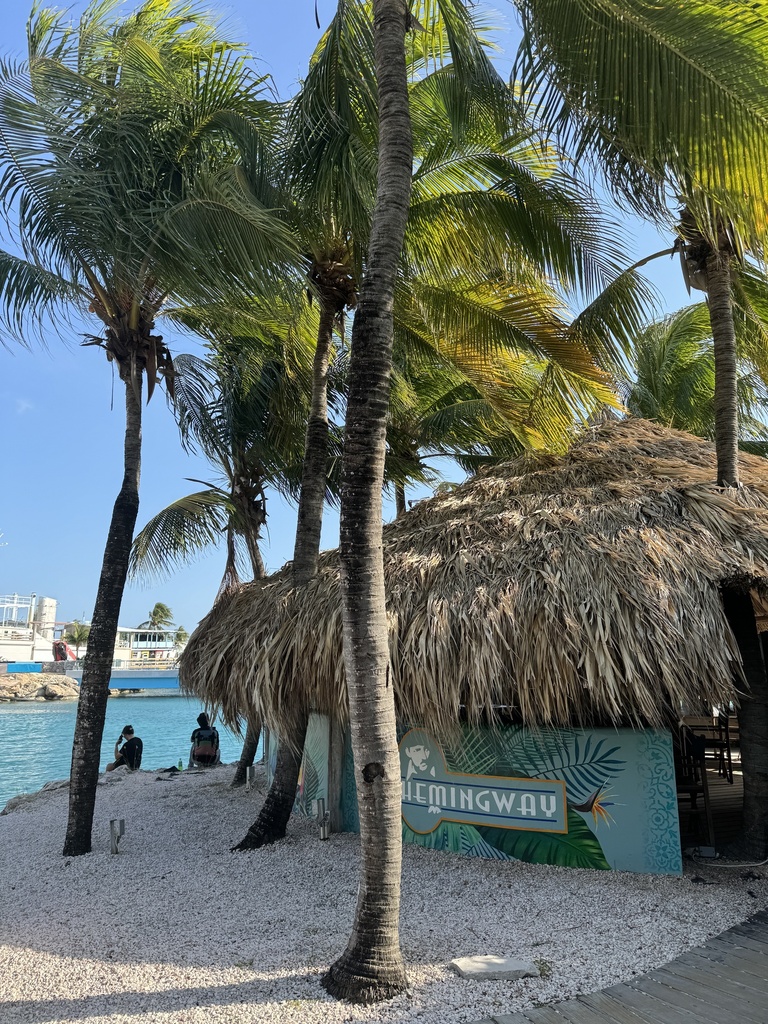 coconut palm from Curacao, CW on March 10, 2024 at 04:43 PM by victoria ...