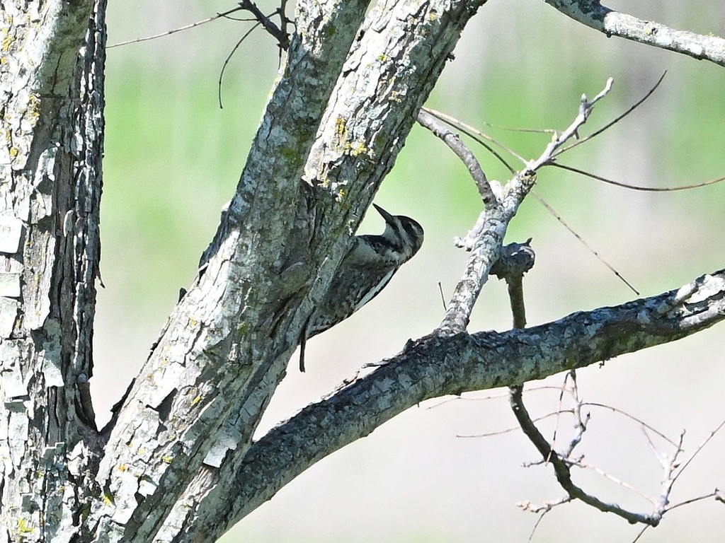 Yellow-bellied Sapsucker from Williamson County, TX, USA on March 5 ...