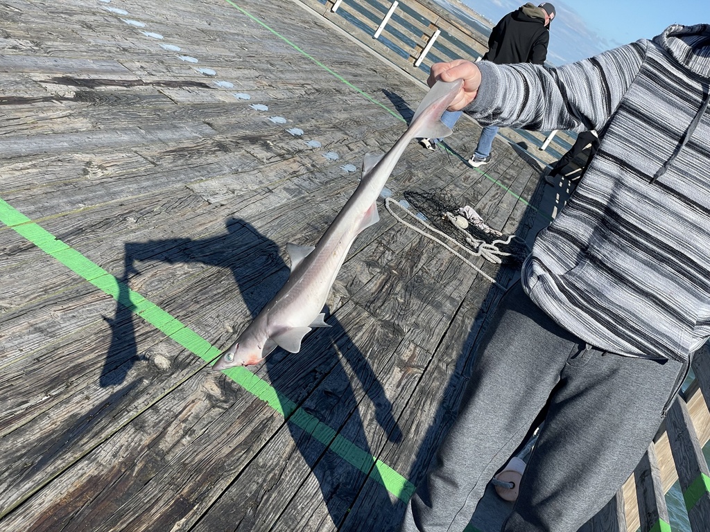 White-spotted Dogfish in March 2024 by Seema Sheth. Caught and released ...