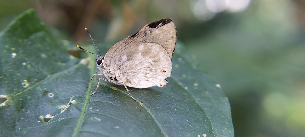 Ignata norax from Cartago, Valle del Cauca, Colombia on February 26 ...