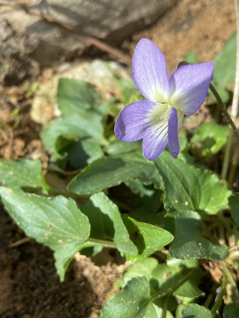 Missouri Violet from David Fort Rd, Argyle, TX, US on March 10, 2024 at ...