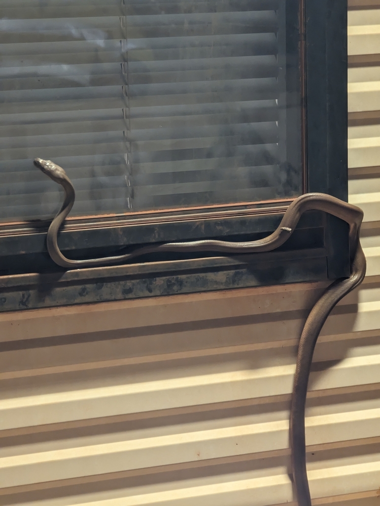 Pilbara Olive Python in March 2024 by baileyhikes · iNaturalist