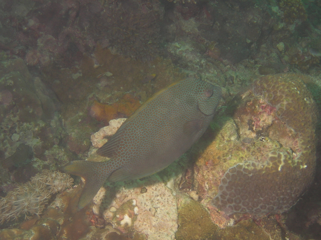 Spotted Rabbitfish from Nalasuan jetty South on October 13, 2008 at 03: ...