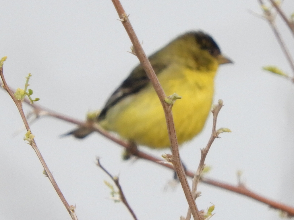 Lesser Goldfinch from Riverside Park, Yuma, Arizona, USA on March 5 ...