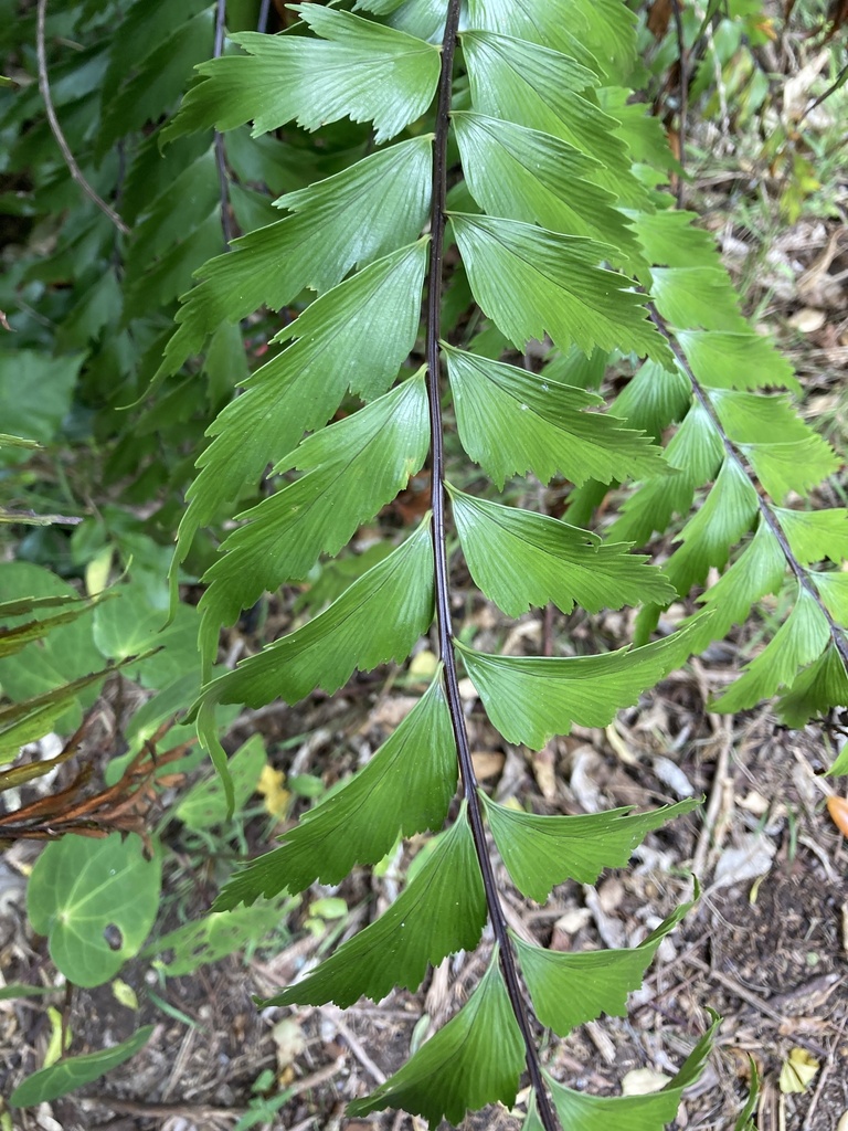 Mare's Tail Fern from Wi Parata Reserve, Waikanae, Wellington, NZ on ...