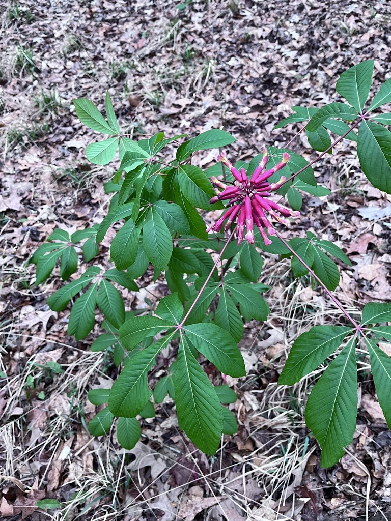 Red Buckeye from Butler, GA, US on March 9, 2024 at 06:22 PM by aniette ...