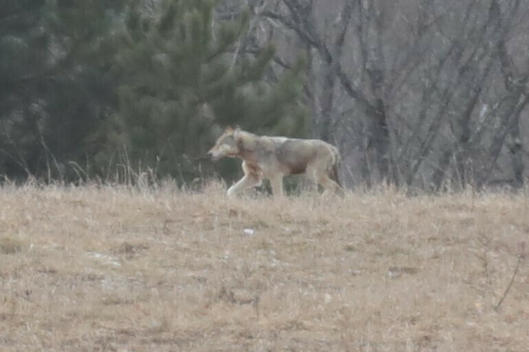 Eastern Wolf from Algoma District, ON, Canada on March 10, 2024 at 12: ...