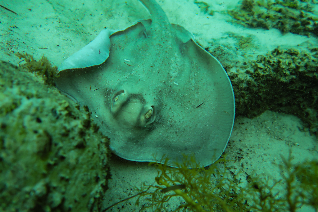 Sparsely-spotted Stingaree from Bass Strait, Boat Harbour Beach, TAS ...