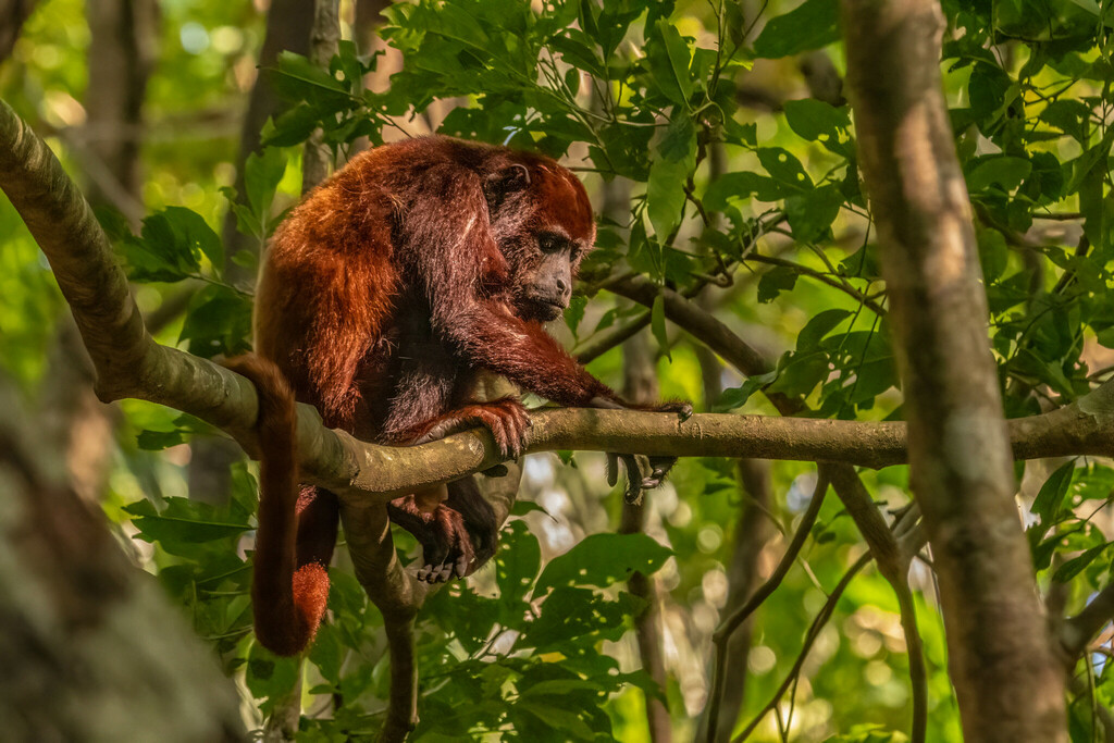 Colombian Red Howler Monkey from Santa Marta, Magdalena, Colombia on ...