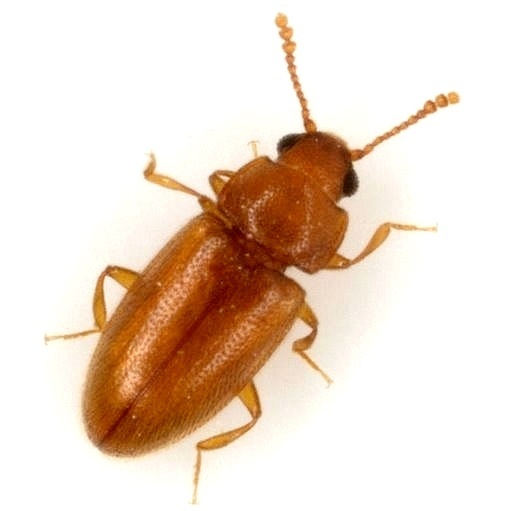 Cryptophilus integer from Bastrop State Park, Bastrop County, Texas ...