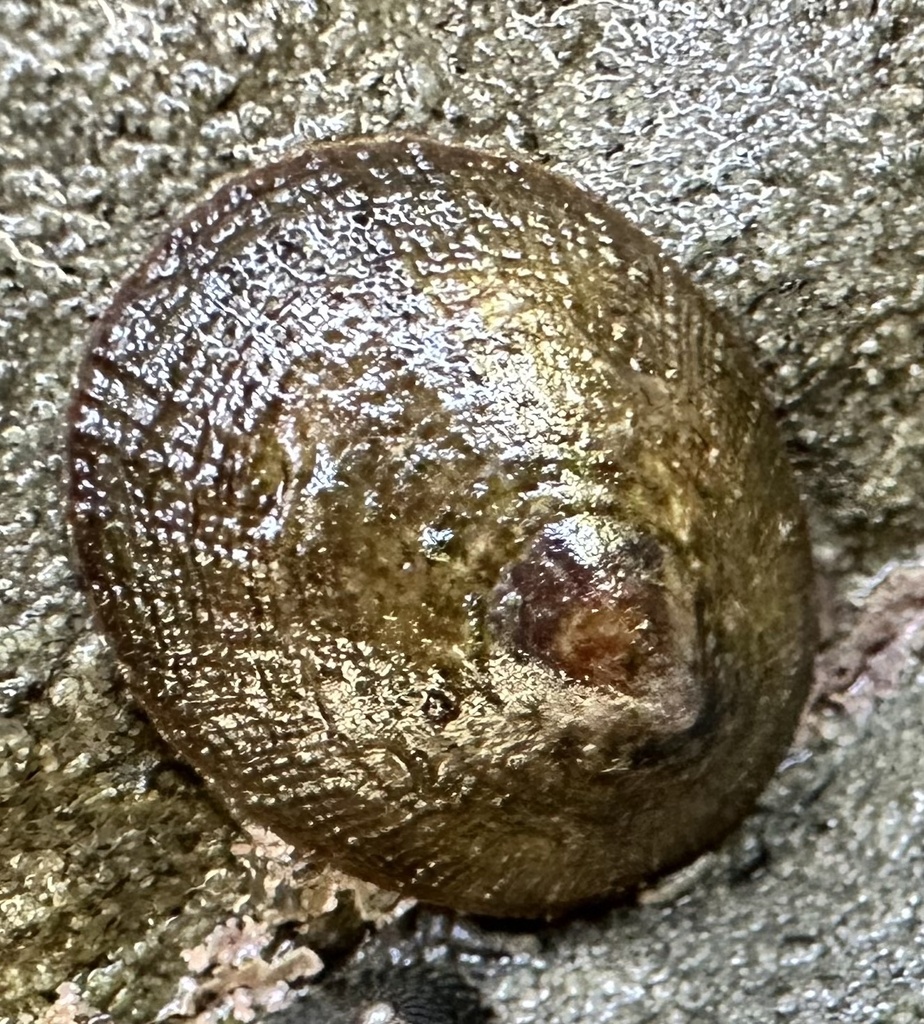 File Limpet from Laguna Beach Coastal Trail, Laguna Beach, CA, US on ...