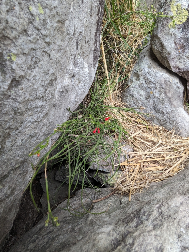 Firecracker plant from 91492 Ver., Mexico on March 10, 2024 at 02:57 PM ...