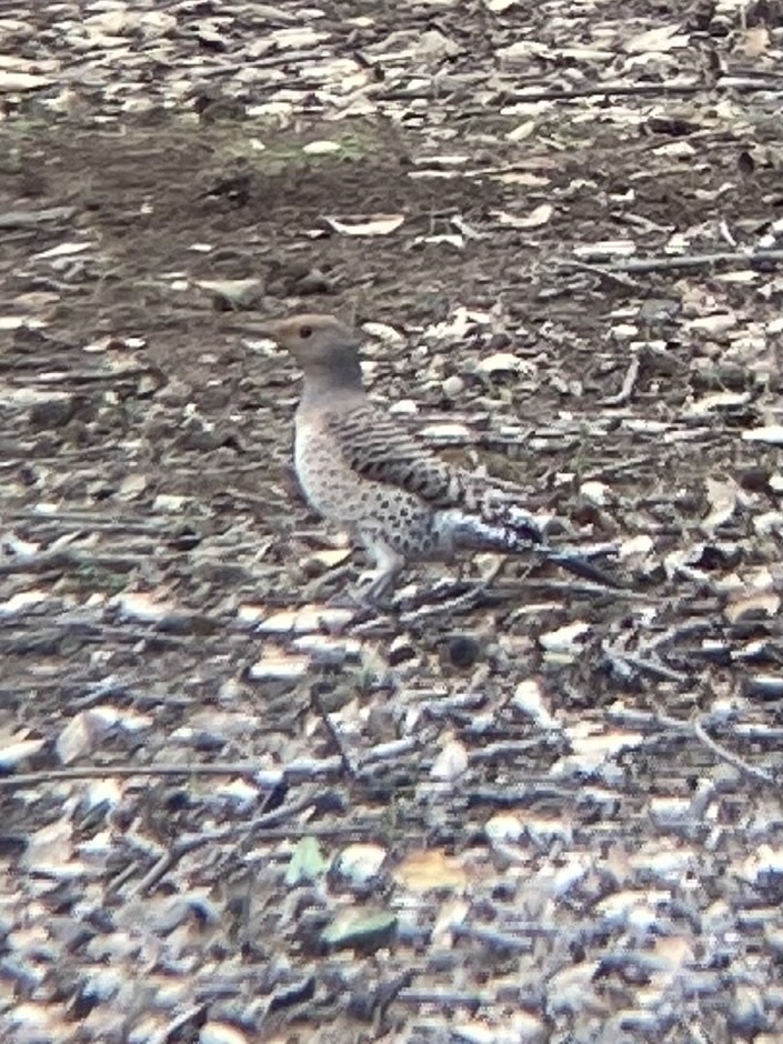 Northern Flicker from Newhall Community Park, Concord, CA, US on March ...