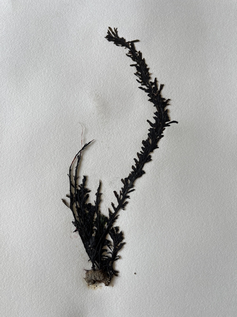 Japanese Wireweed from Sunset Cliffs Blvd, San Diego, CA, US on March ...