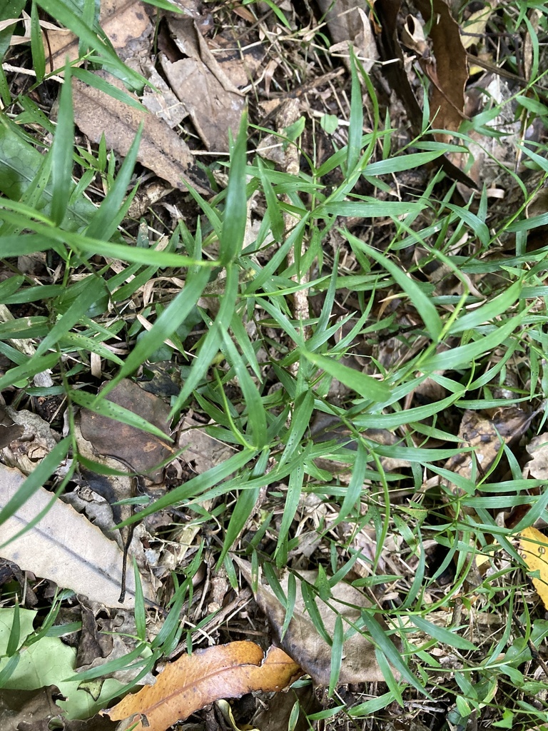 monocots from Wi Parata Reserve, Waikanae, Wellington, NZ on March 11 ...