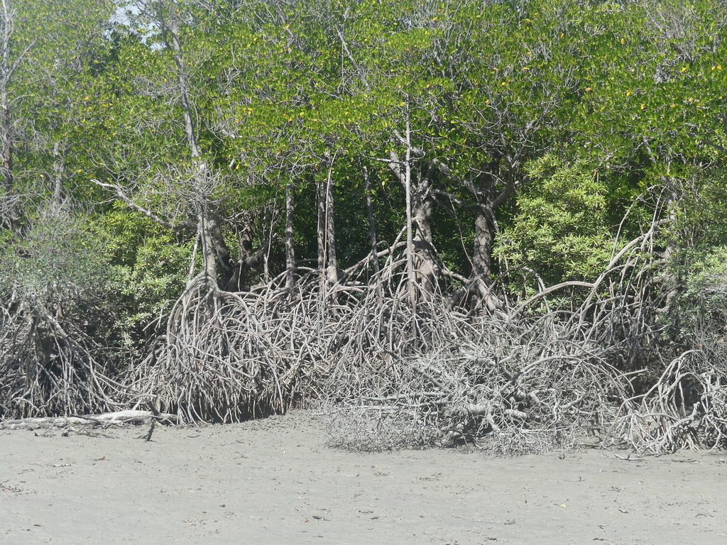 spotted mangrove from Mitchell Plateau WA 6740, Australia on August 5 ...