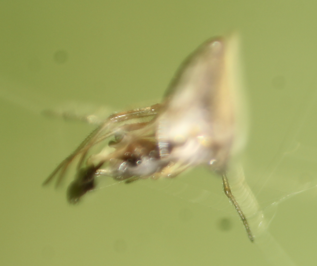 American Dewdrop Spider from Jupiter, FL, USA on March 9, 2024 by Mikie ...