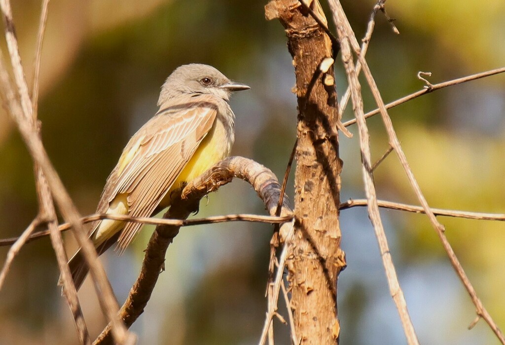 Tirano Chibiú desde Ahualulco de Mercado, Jal., México el 10 de marzo ...