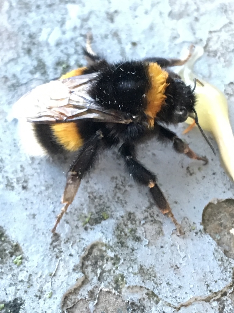 Buff-tailed Bumble Bee from 15069, Serravalle Scrivia, Piemonte, IT on ...