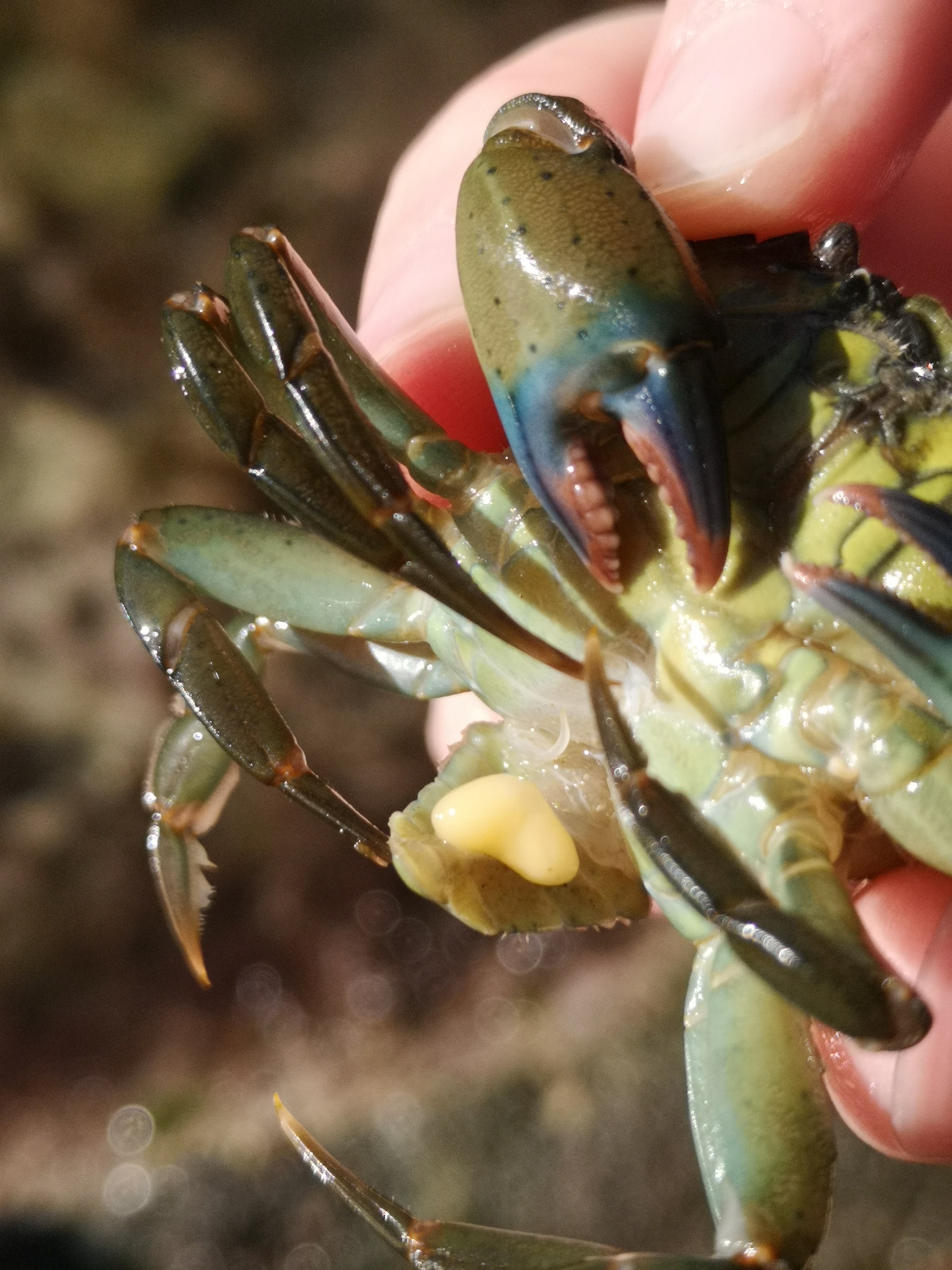 Sacculina carcini Thompson, 1836