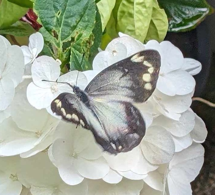 Imperial Jezebel from Lorne Ward, Lorne, VIC, AU on March 11, 2024 at ...