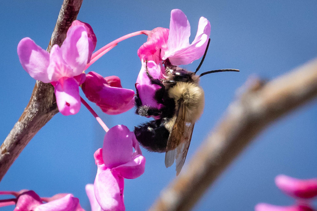 Blueberry Digger Bee from Grayson County, TX, USA on March 9, 2024 at ...