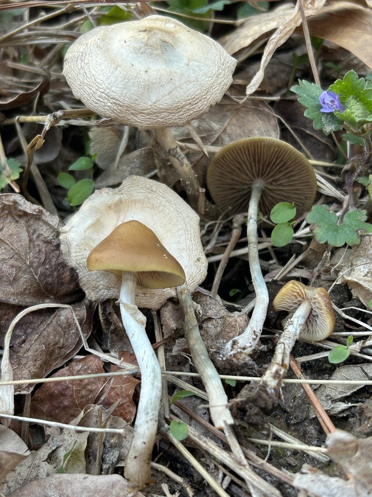Psychedelic Ovoid Mushroom from Blue Heron Nature Preserve, Atlanta, GA ...