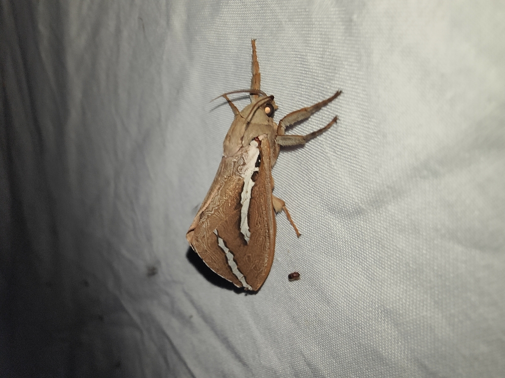 Pindi Moth from Trentham East VIC 3458, Australia on March 10, 2024 at ...
