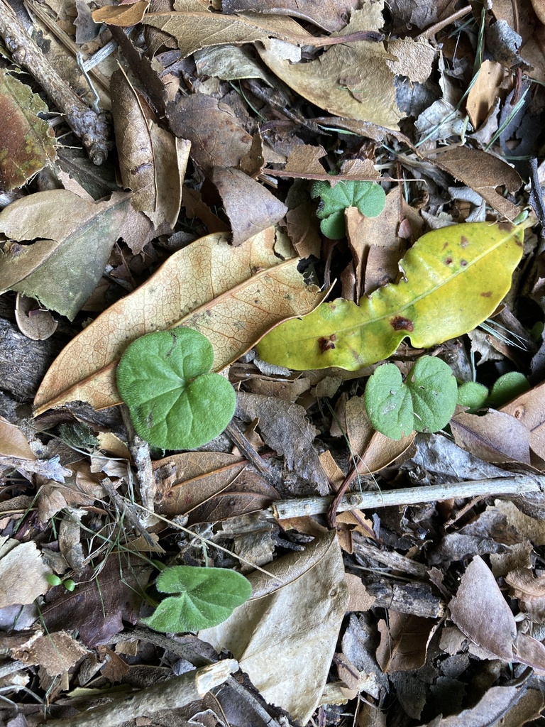 kidney weed from Te Ika-a-Māui/North Island, Waikanae, Wellington, NZ ...