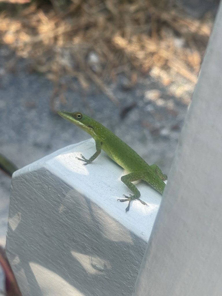 Allison's Anole from Isla de Roatán, Roatan, Bay Islands, HN on March 9 ...