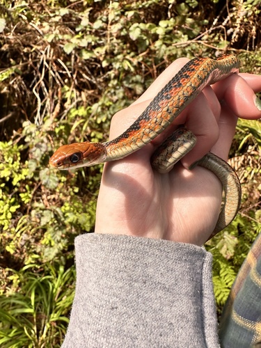 California Red-sided Garter Snake (Thamnophis sirtalis infernalis ...