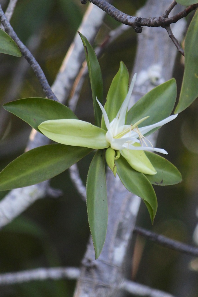 Tea Mangrove in January 2014 by burkh4rt · iNaturalist