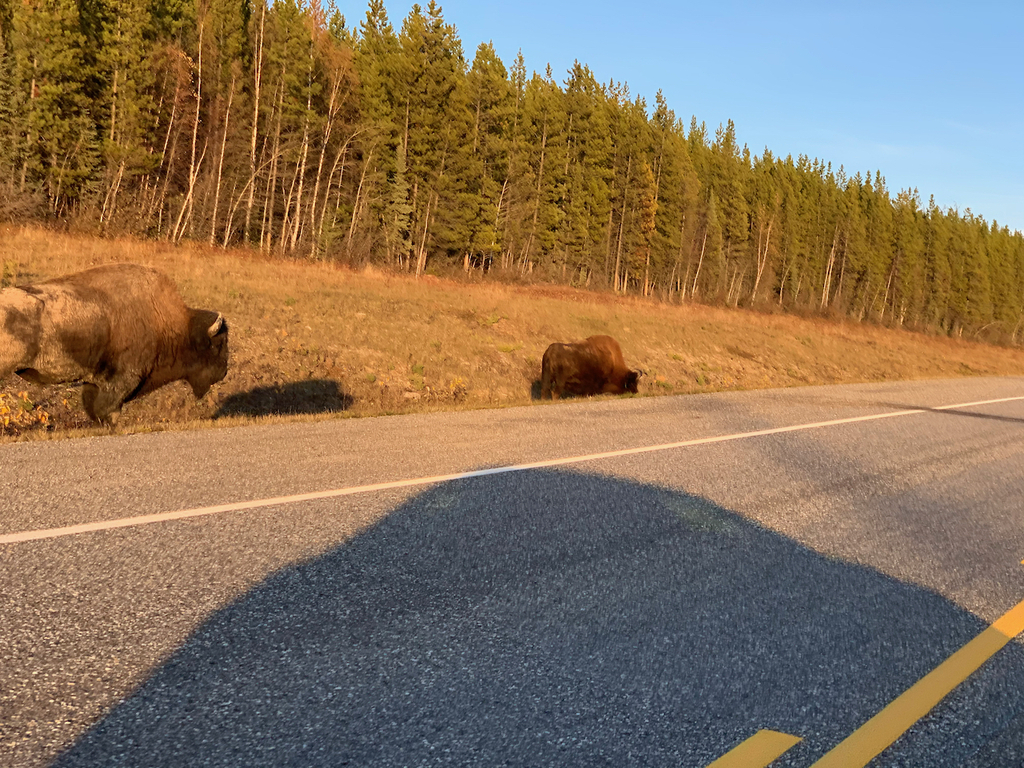 American Bison from Northern Rockies, BC V0C, Canada on October 3, 2020 ...
