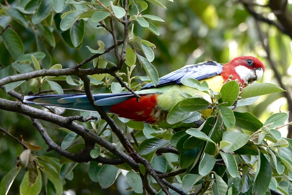 White-cheeked rosella from Campbell St, Heathmont, VIC, AU on March 11 ...