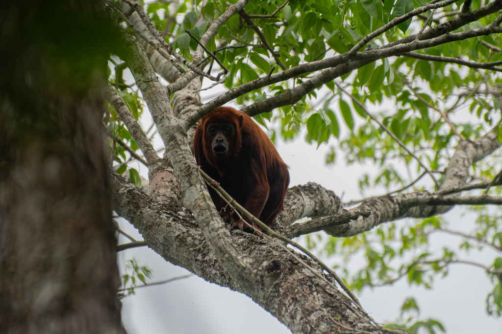 Colombian Red Howler Monkey from Medina, Cundinamarca, Colombia on ...