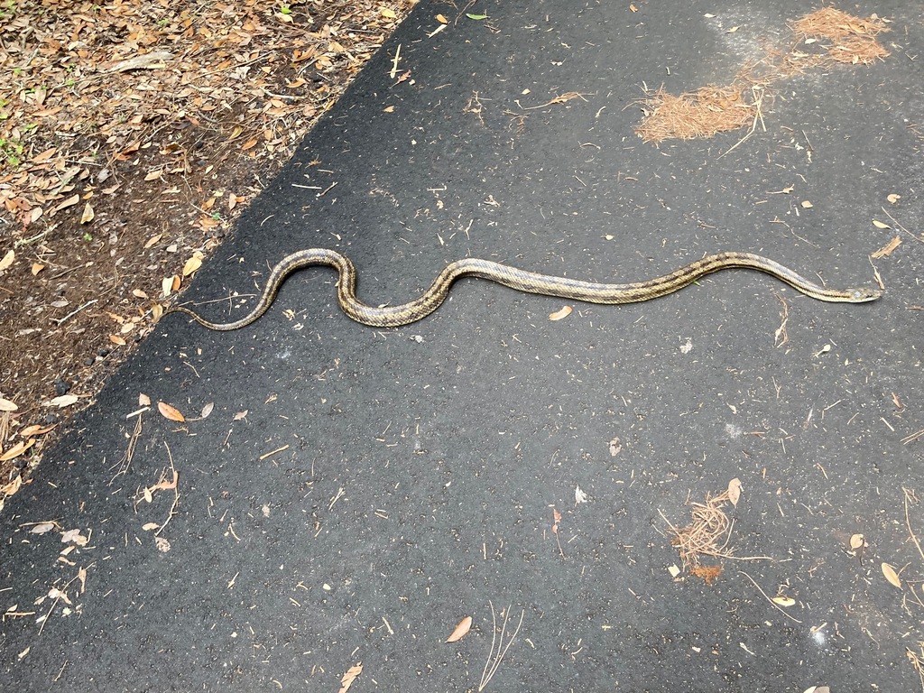 Eastern Ratsnake from Edisto Beach, SC, USA on June 14, 2023 at 10:48 ...