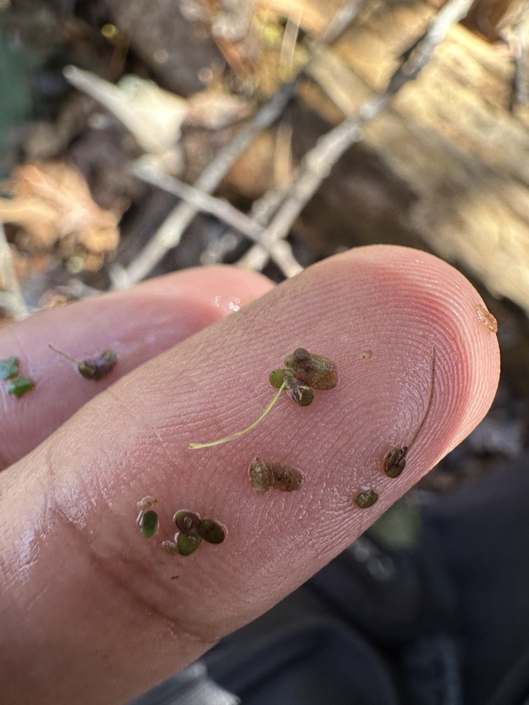 dotted duckweed from Sanford, NC, US on March 10, 2024 at 03:14 PM by ...